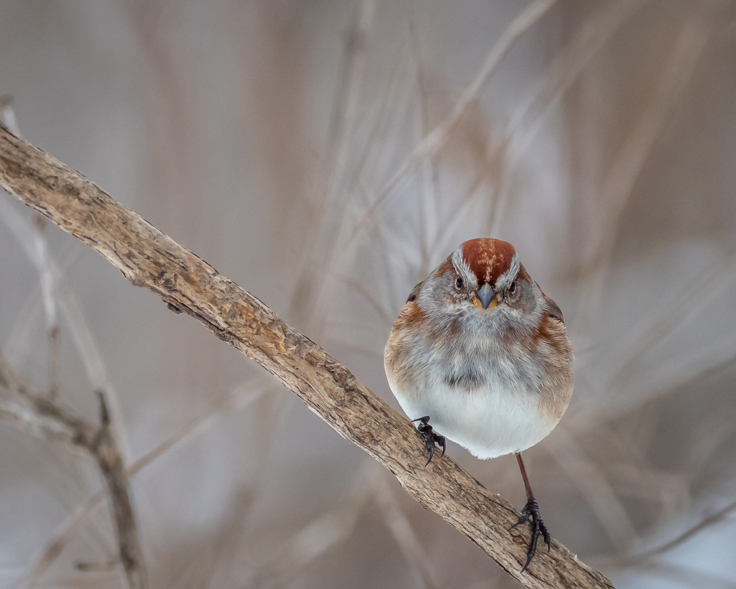 Types of Sparrows: Discover Habitats & Behaviors