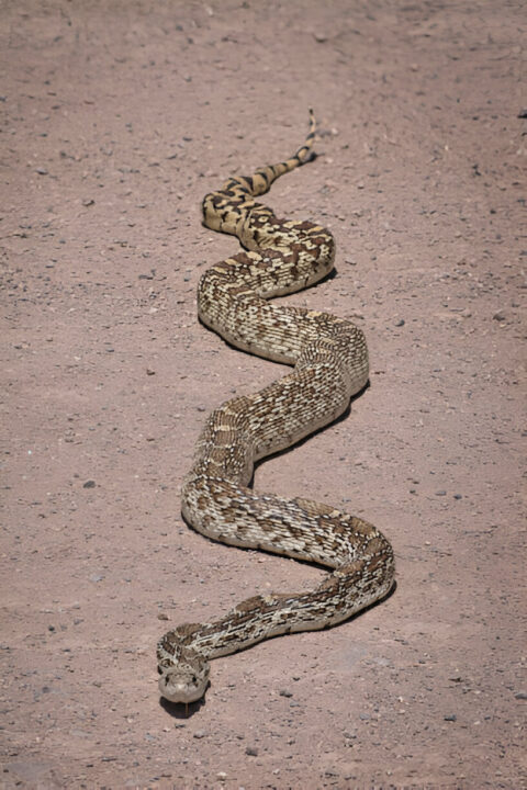 Idaho Snakes: Discover 12 Amazing Slithering Secrets