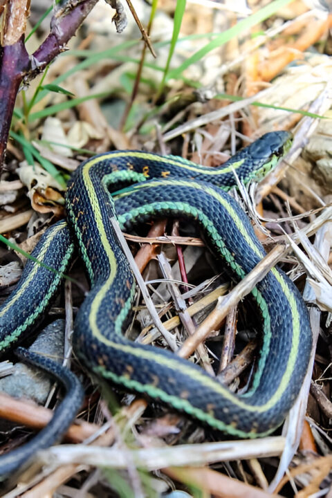 Idaho Snakes: Discover 12 Amazing Slithering Secrets