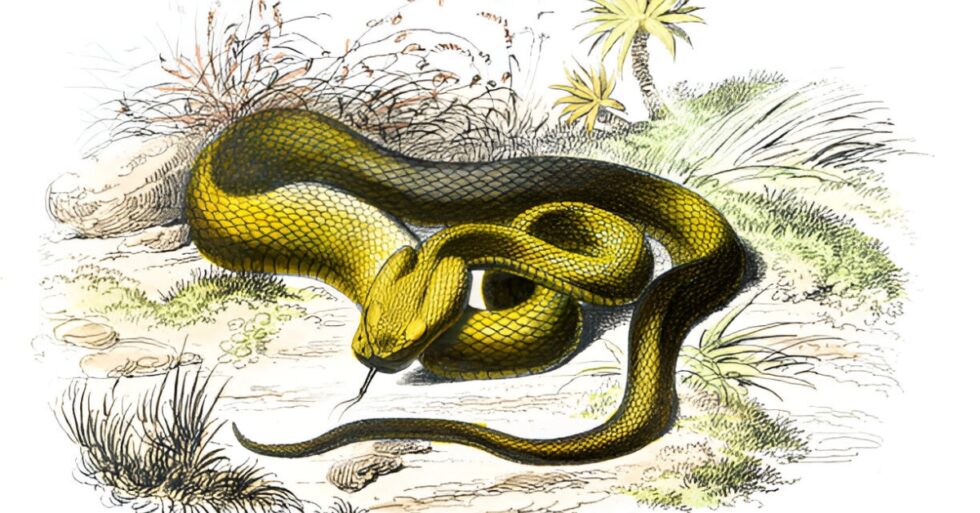 Snakes in Germany: A Comprehensive Guide