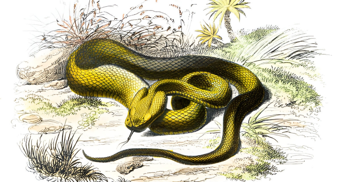 Snakes in Germany: A Comprehensive Guide