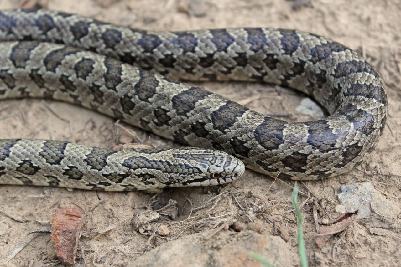Snakes in Missouri: Identification, Safety & Conservation Guide